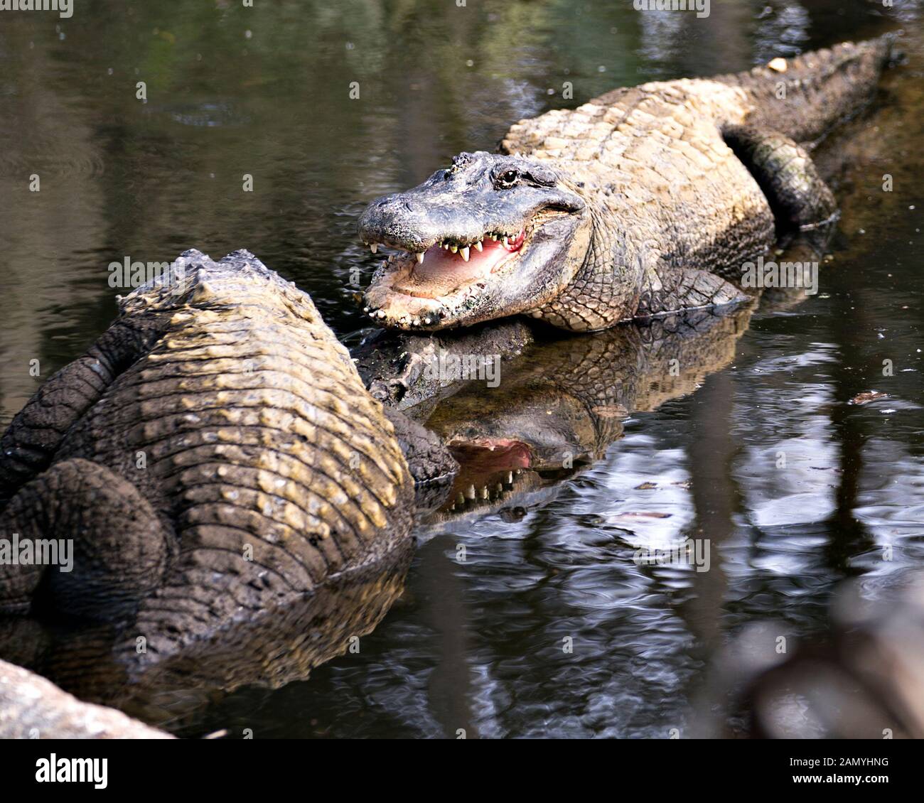 Alligator profile hi-res stock photography and images - Alamy
