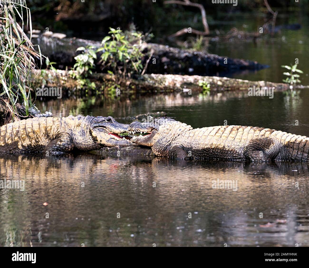 Alligator couple close-up profile view displaying heads, teeth, noses ...