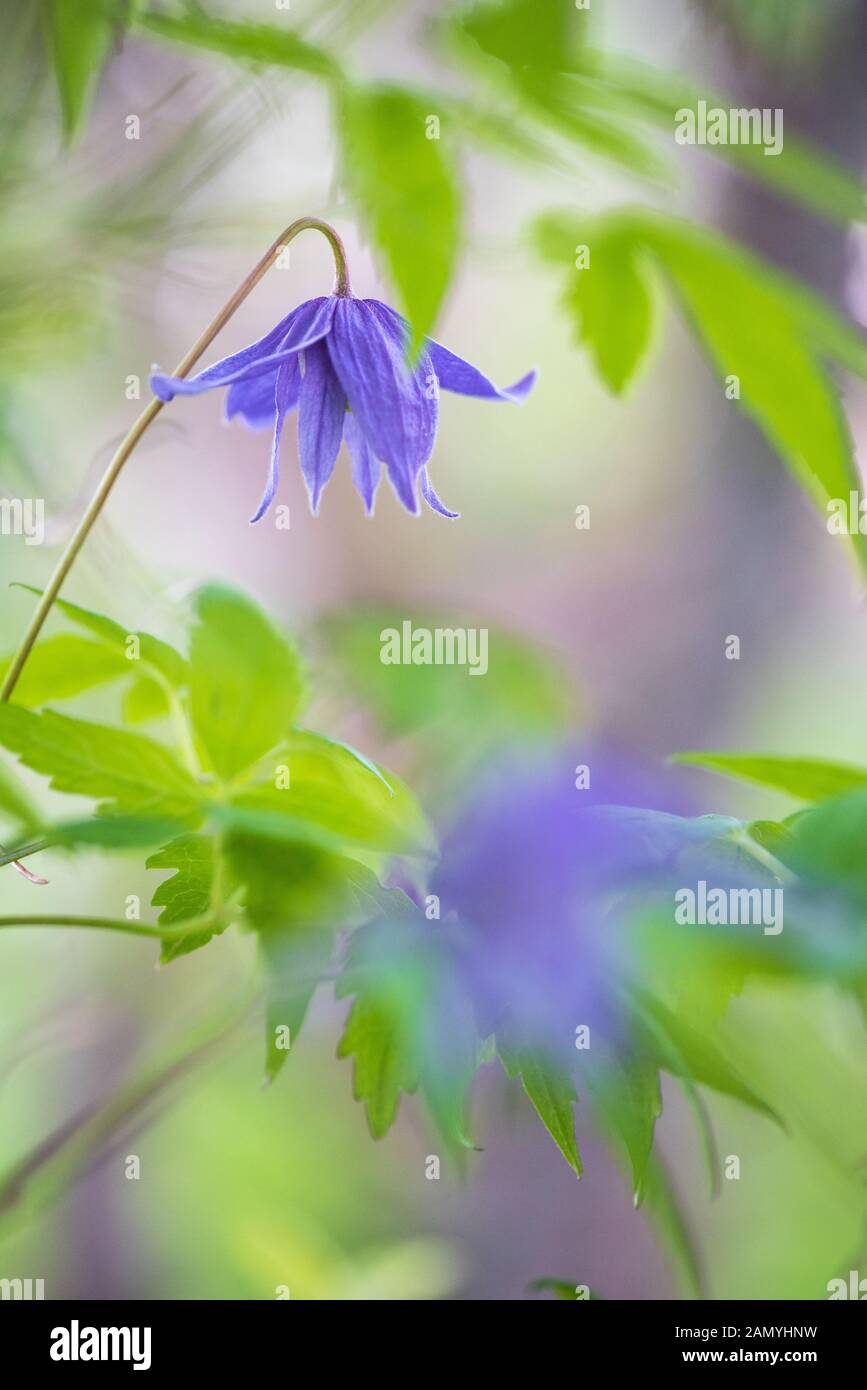 Perennial vine flower hi-res stock photography and images - Alamy