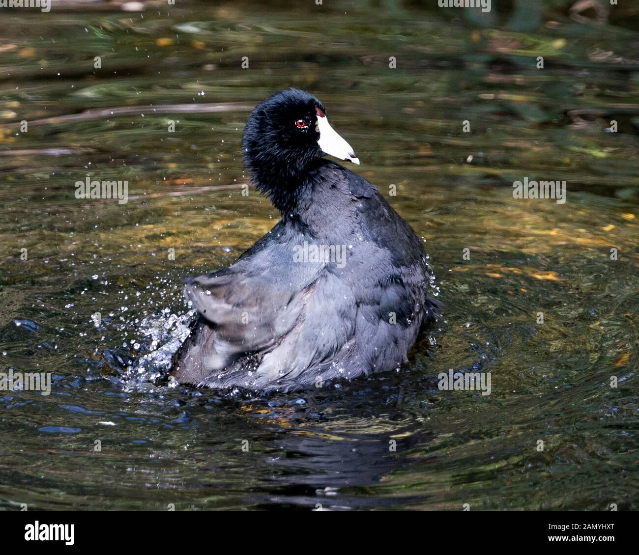 Picture Of Coot High Resolution Stock Photography and Images - Alamy