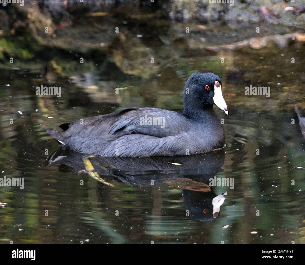 Picture of coot hi-res stock photography and images - Alamy