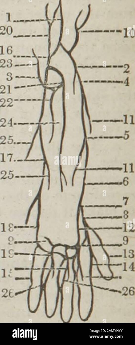 The dissector's guide, or, Student's companion : illustrated by ...