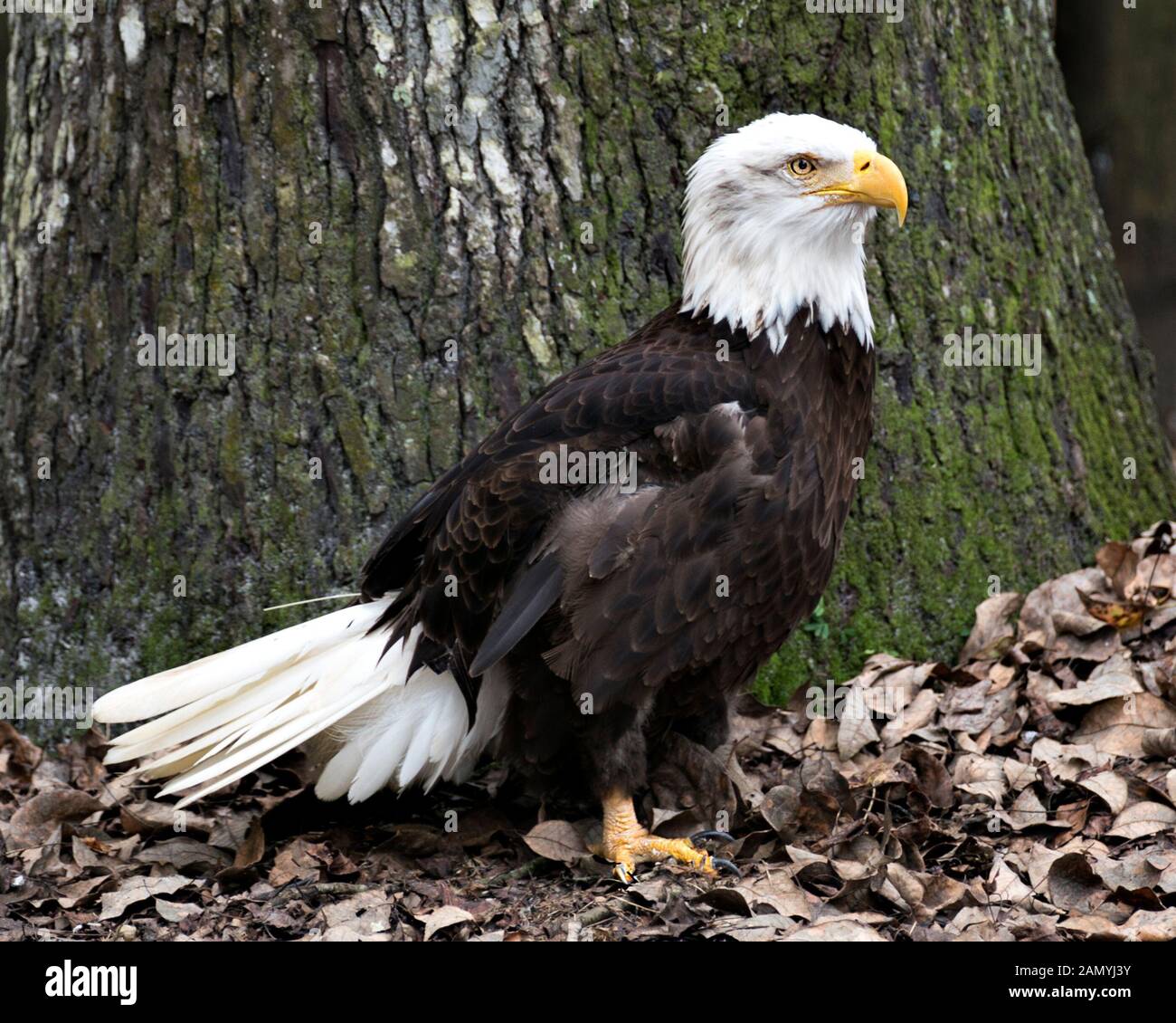 Bald Eagle Bird Close Up Profile View Displaying Brown Feathers Plumage White Head Eye Yellow