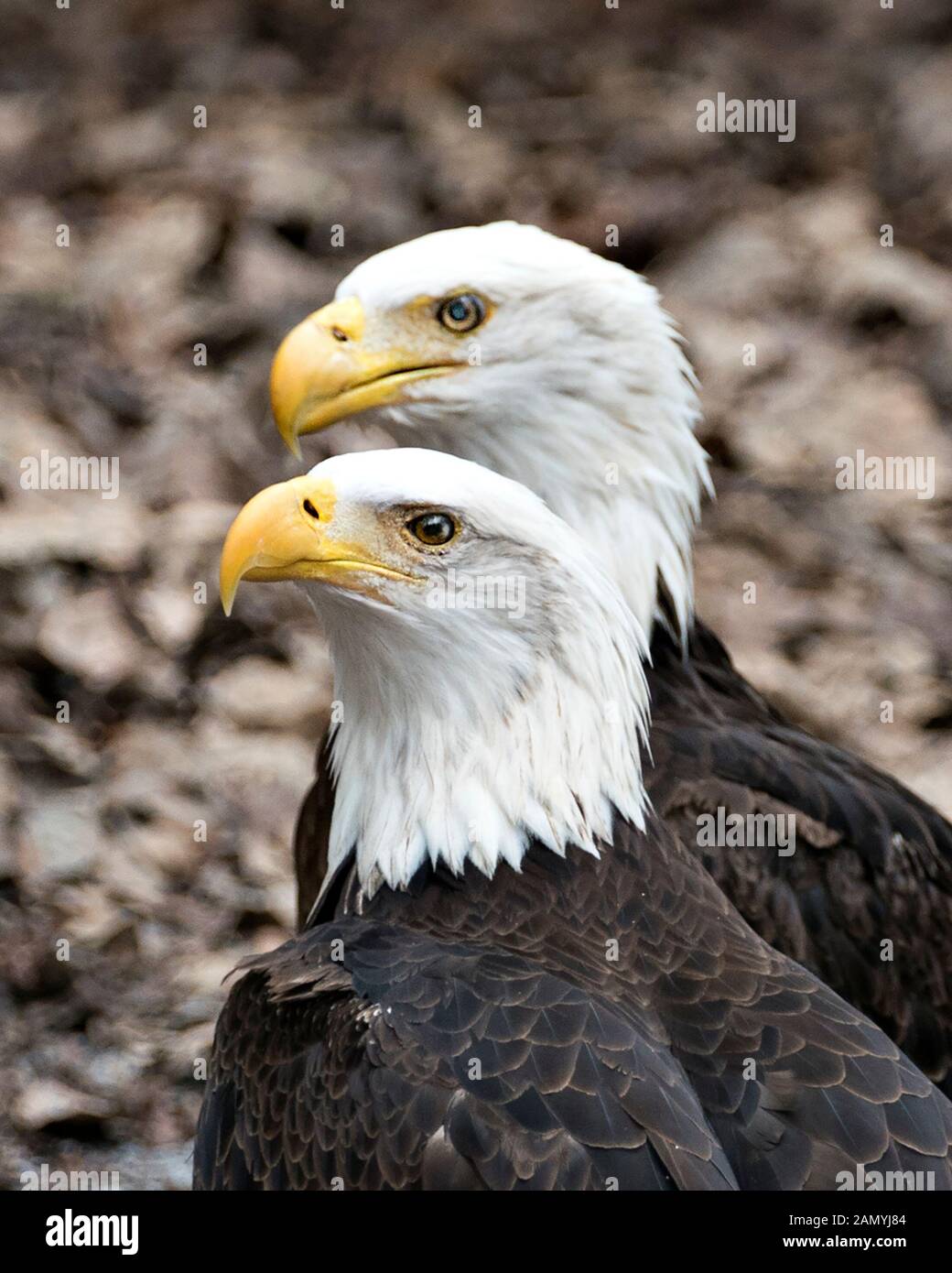 Forest eagle eye view hi-res stock photography and images - Alamy