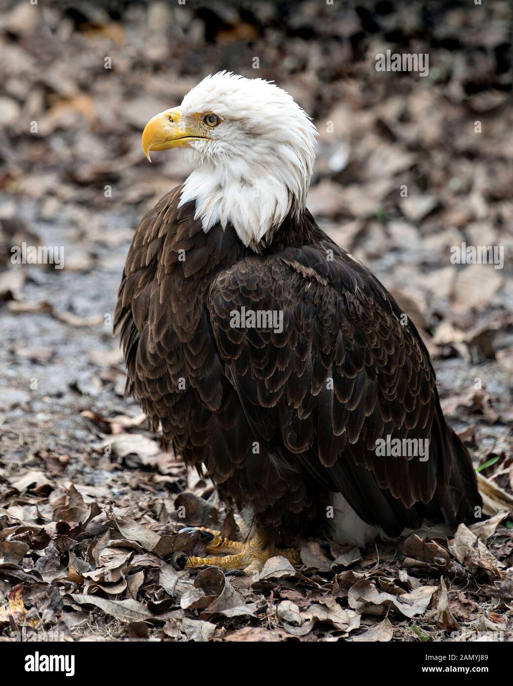 Forest eagle eye view hi-res stock photography and images - Alamy