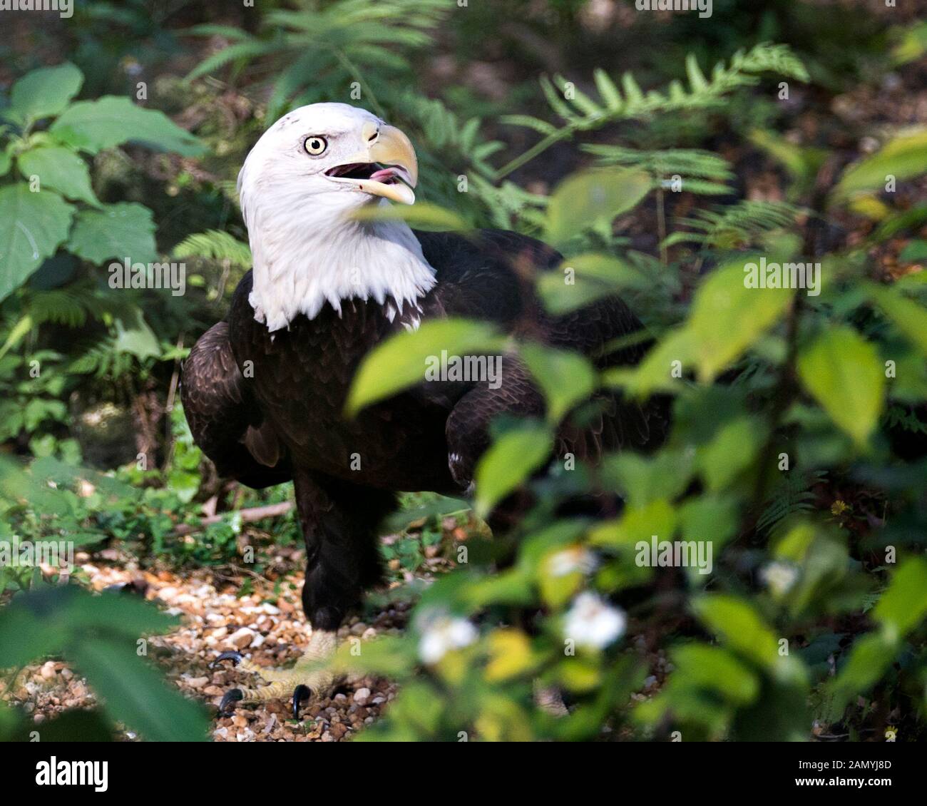Bald Eagle bird head close-up profile view with opened beak, displaying ...