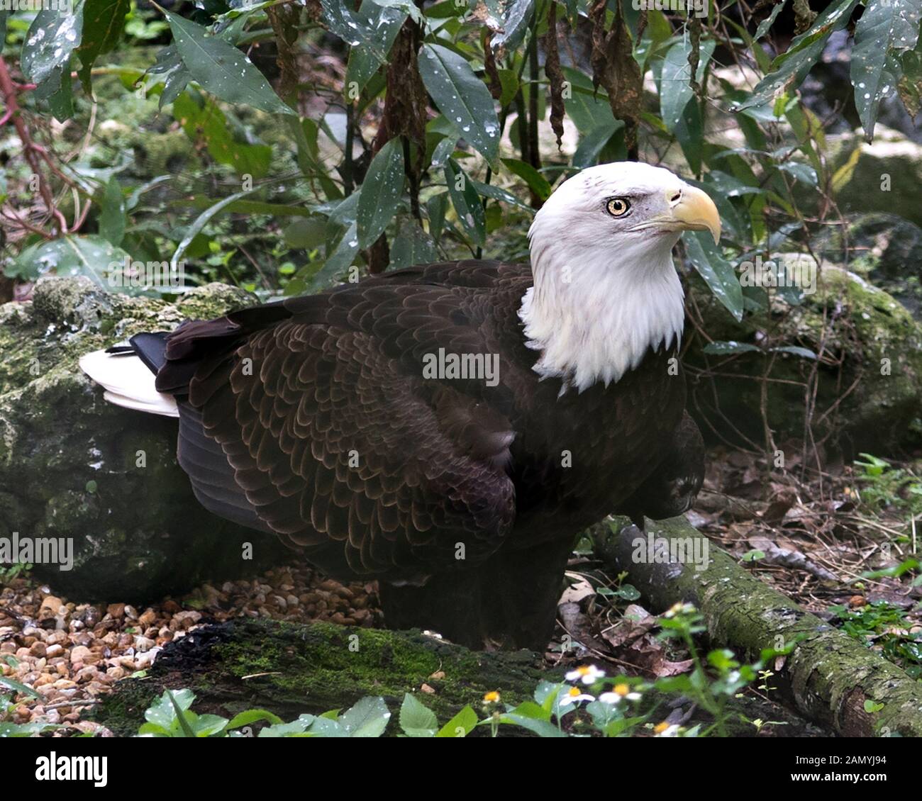Bald Eagle bird close-up profile view with moss foreground and foliage ...