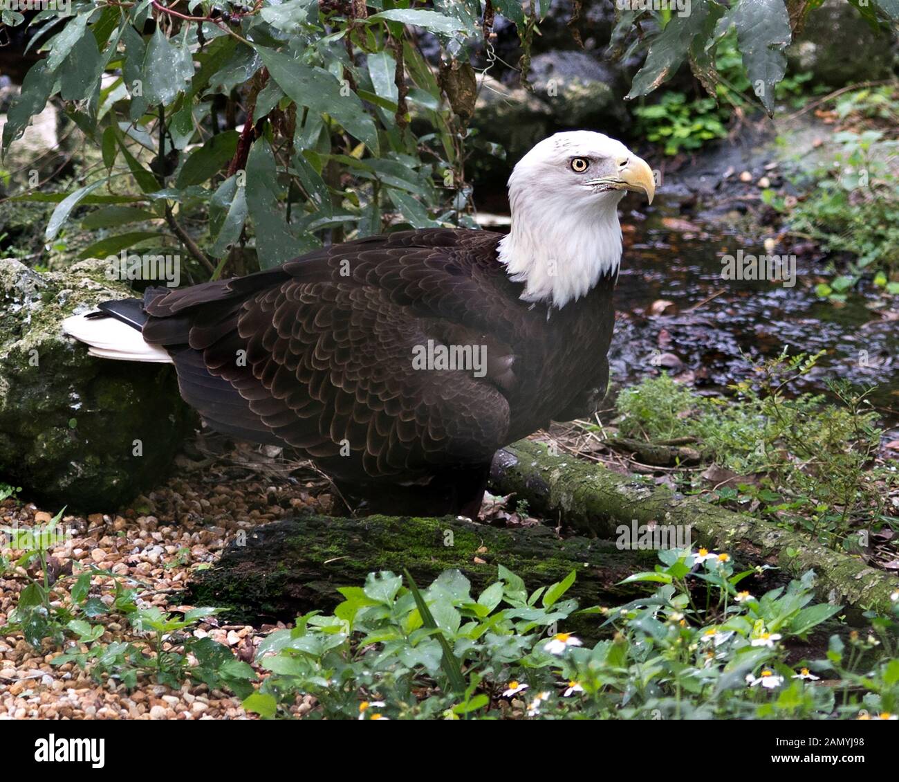 Bald Eagle bird close-up profile view with moss foreground and foliage ...
