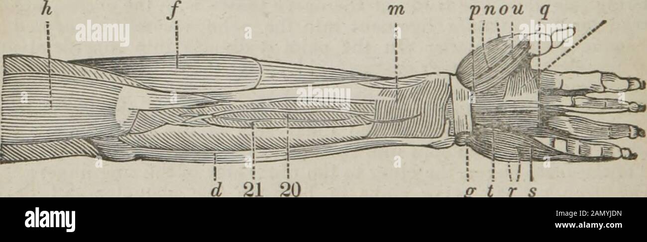 The dissector's guide, or, Student's companion : illustrated by ...