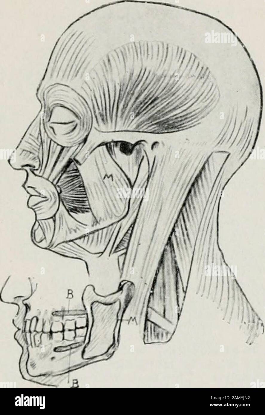 Things seen in Palestine . TO SHOW THE POSITION OF THE EAR WHENTHE HEAD ...