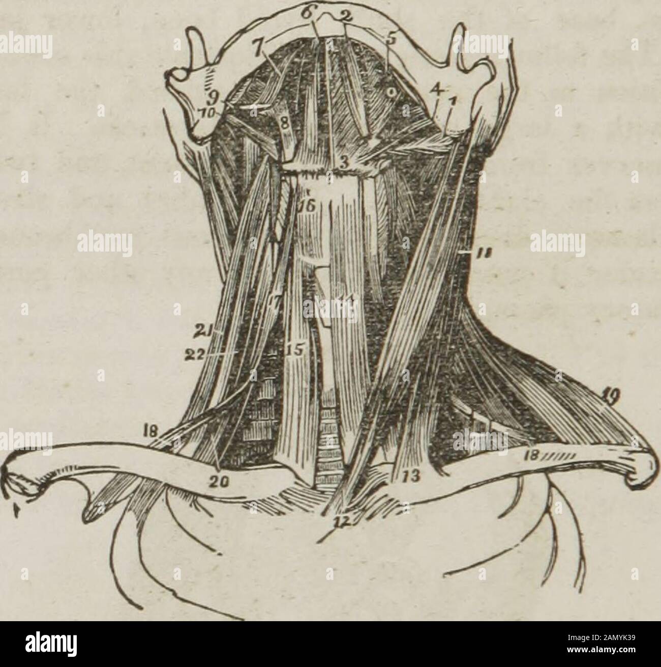 Anatomy and physiology : designed for academies and families . erioris ...