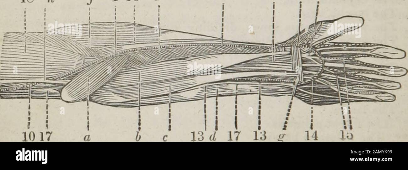 The dissector's guide, or, Student's companion : illustrated by ...