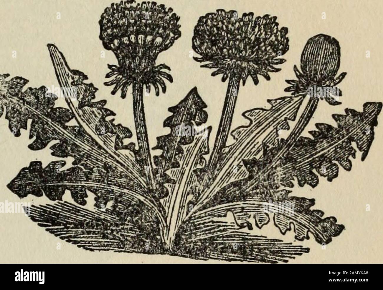 Demulcent hi-res stock photography and images - Alamy