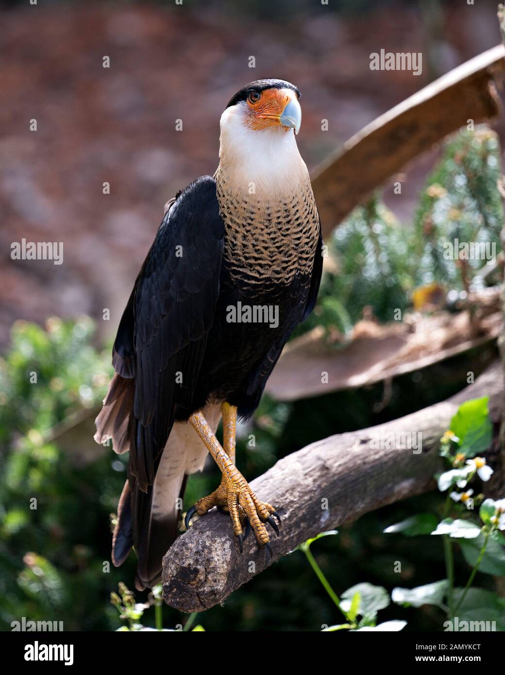 Caracara bird close-up profile view with a foliage bokeh background ...