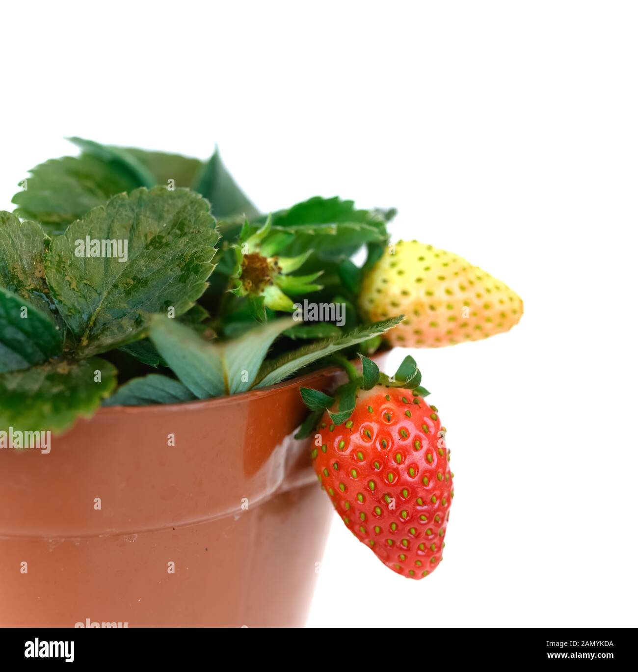 side view pot of strawberry plant close up on white background Stock ...