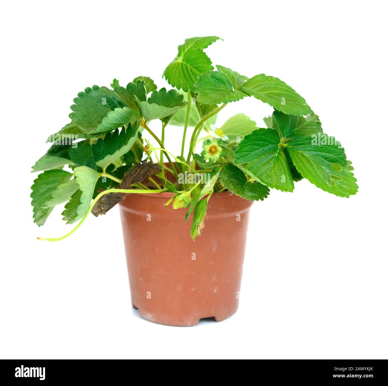 side view pot of strawberry plant on white background Stock Photo - Alamy
