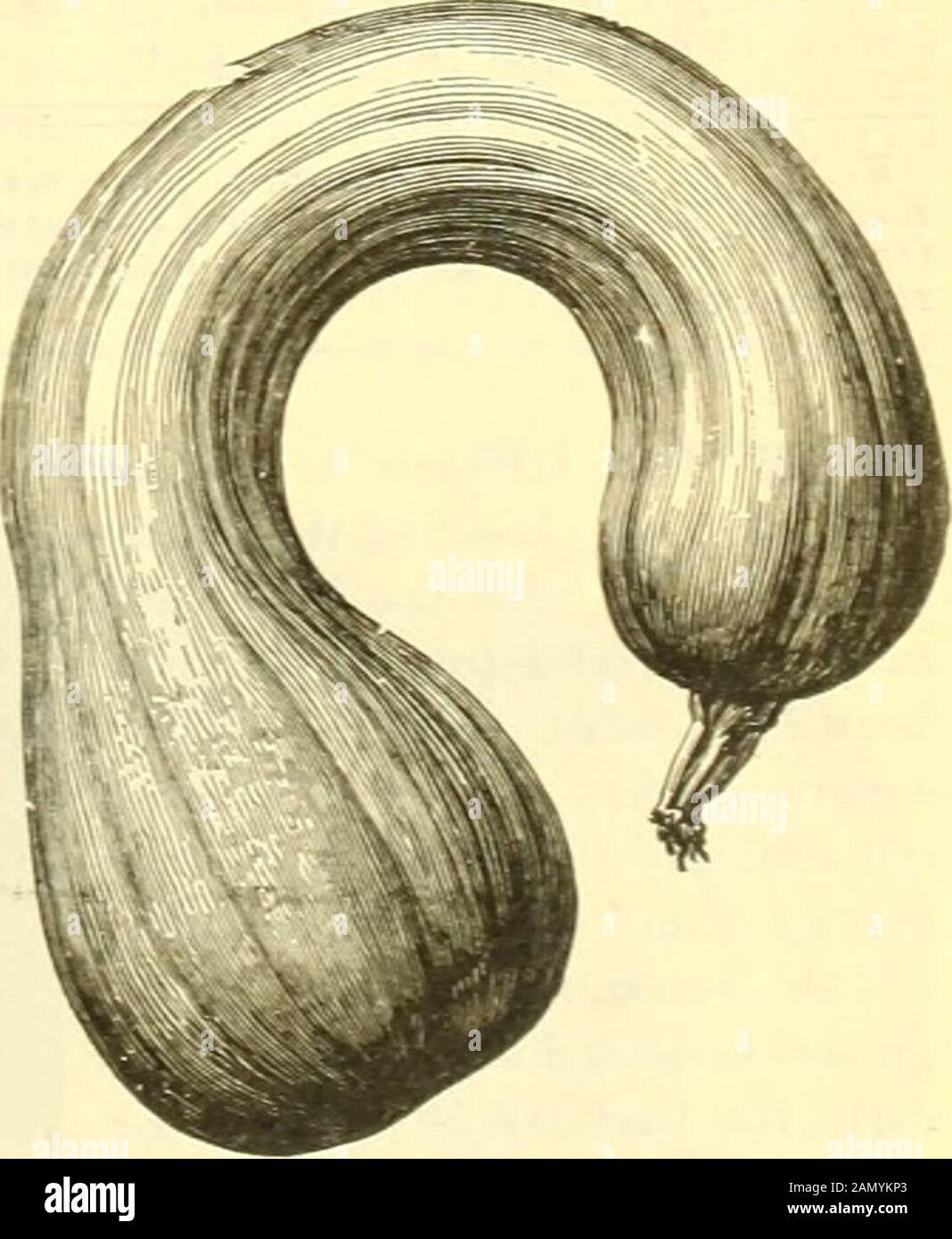 Crooknecksquash hi-res stock photography and images - Alamy