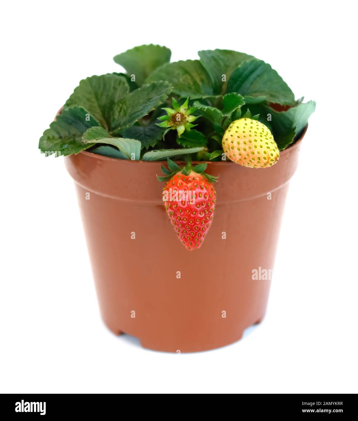 side view pot of strawberry plant on white background Stock Photo - Alamy