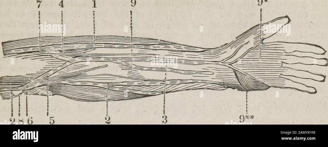 The dissector's guide, or, Student's companion : illustrated by ...