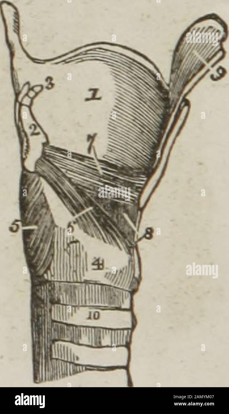 Anatomy and physiology : designed for academies and families . Fig. 127 ...
