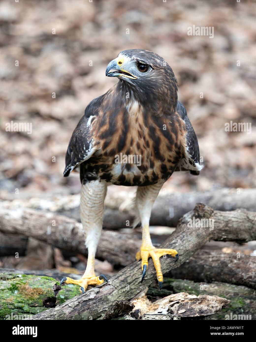 Red tailed hawk portrait profile hi-res stock photography and images ...