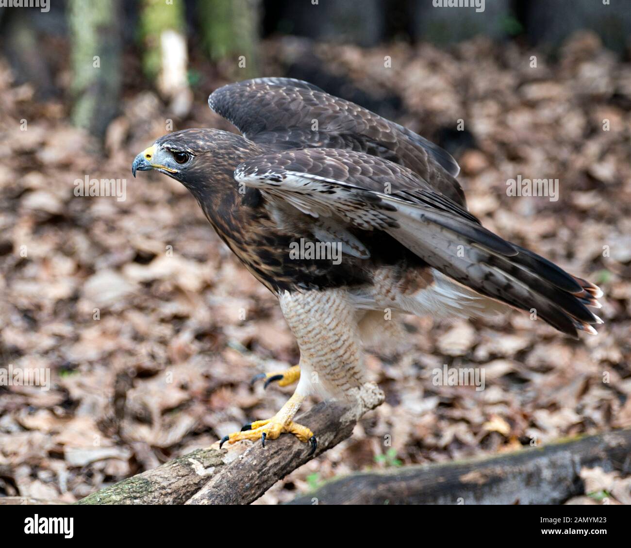 Hawk bird close-up profile view with spread wings with a bokeh ...