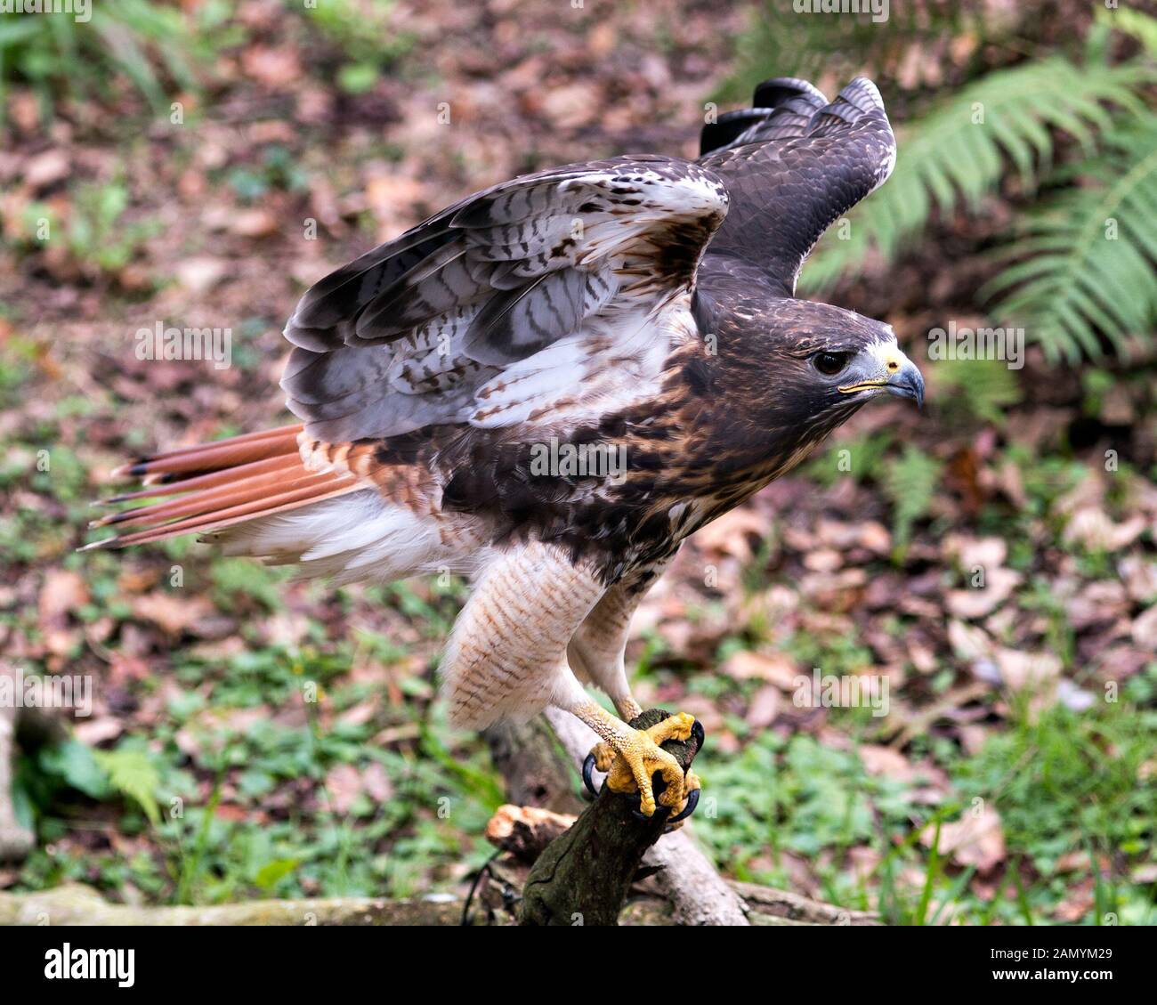 Hawk bird close-up profile view with spread wings with a bokeh ...