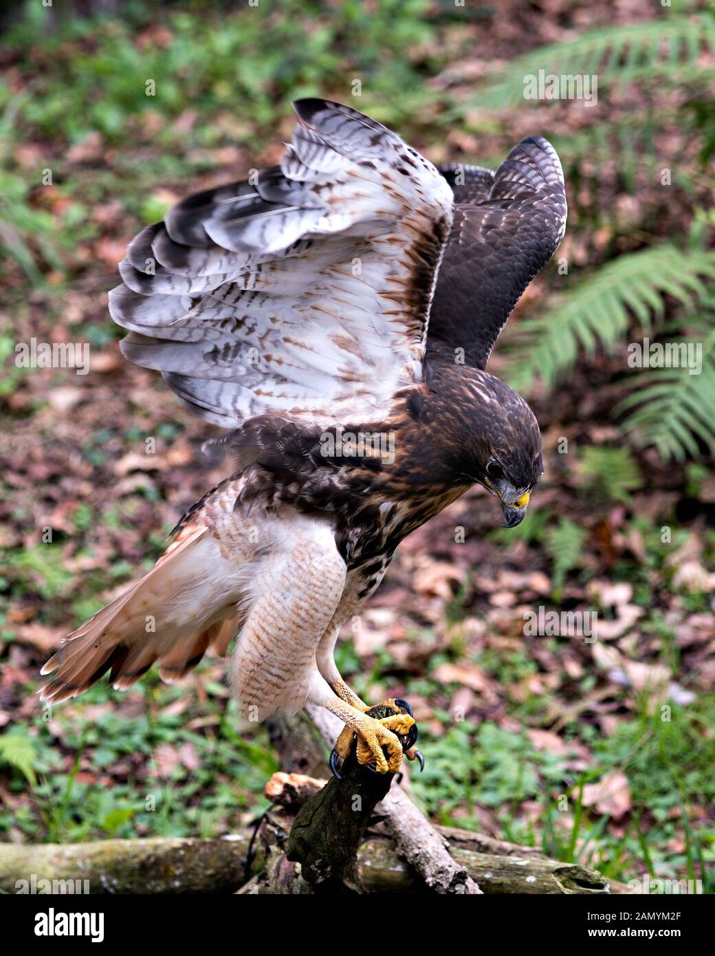 Red tailed hawk with wings spread hi-res stock photography and images ...