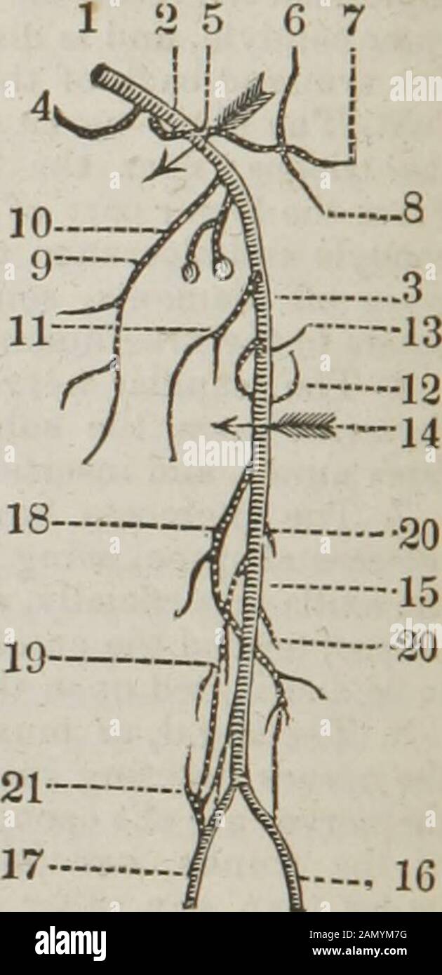 The dissector's guide, or, Student's companion : illustrated by ...
