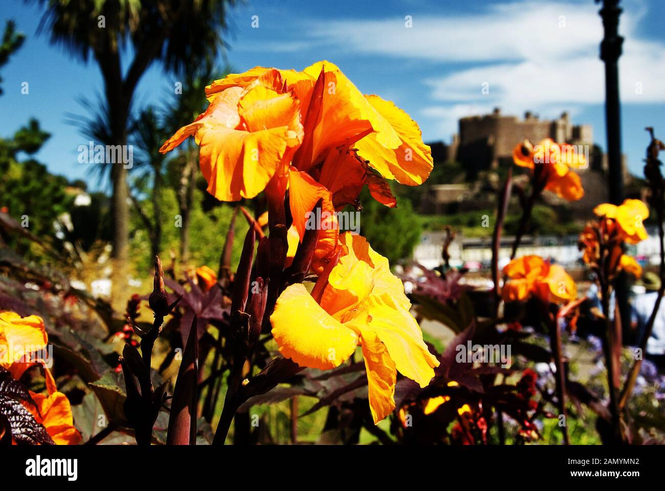 Orange Red Canna Lily High Resolution Stock Photography and Images - Alamy
