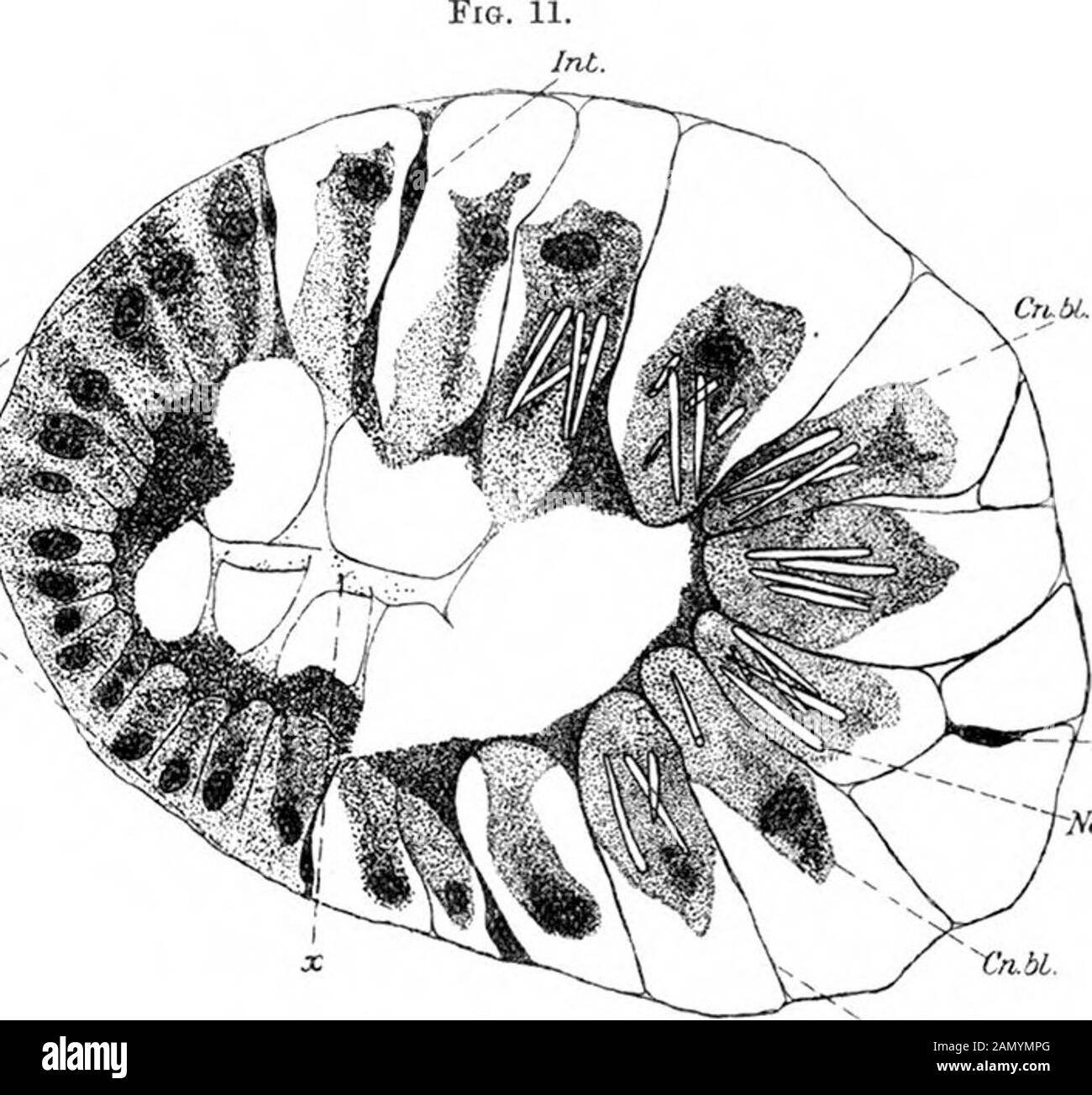 Embrionic Black and White Stock Photos & Images - Alamy