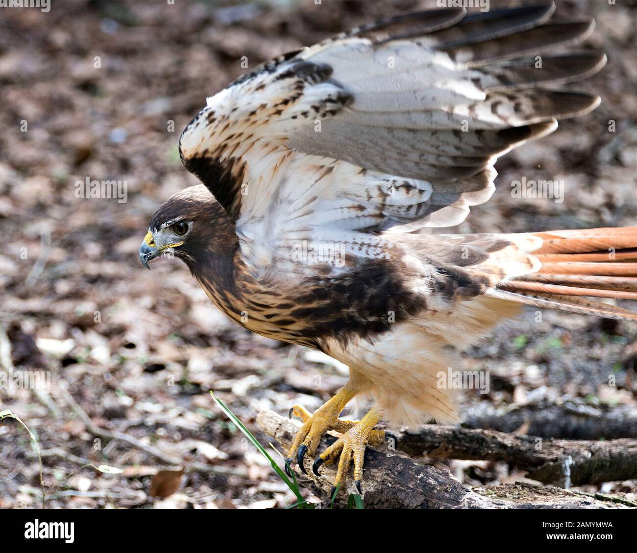 Red tailed hawk with wings spread hi-res stock photography and images ...