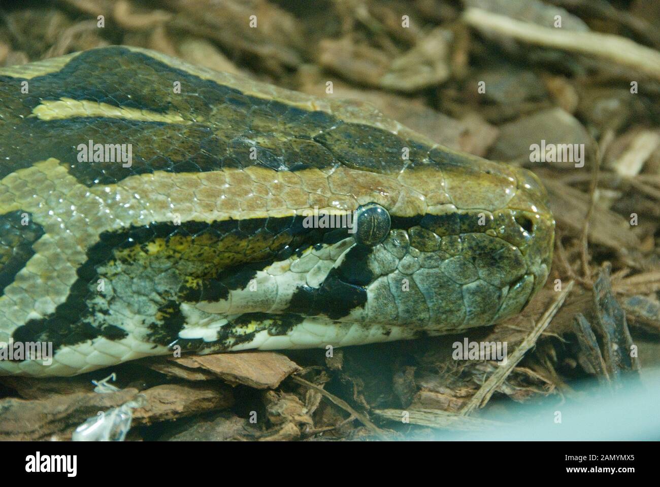 Burmese python jersey zoo hi-res stock photography and images - Alamy