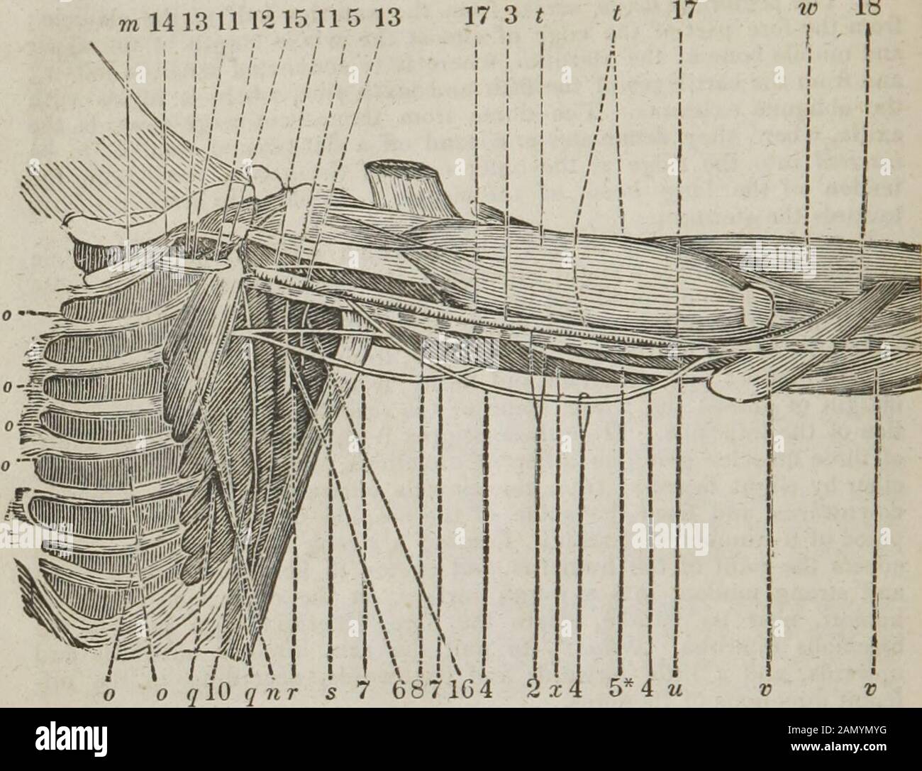 The dissector's guide, or, Student's companion : illustrated by ...
