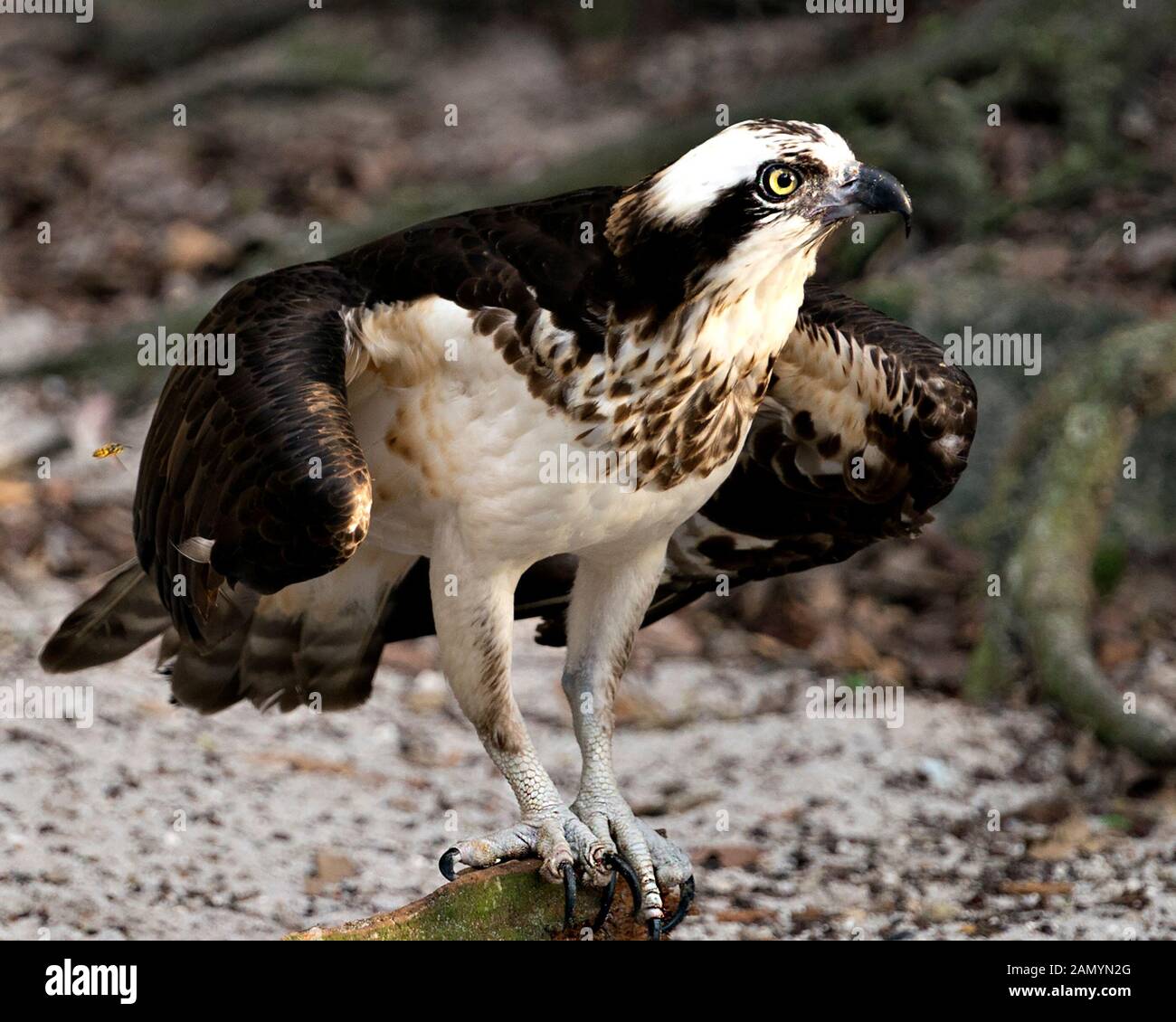 Osprey bird close-up profile view with spread wings with a bokeh ...