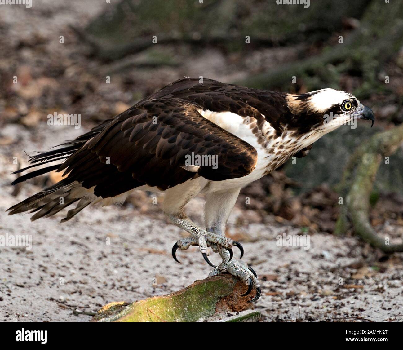 Osprey bird close-up profile view perched on a log with a bokeh ...