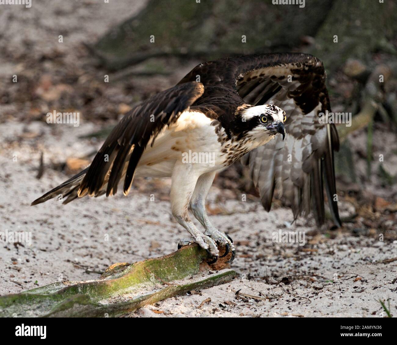 Osprey bird close-up profile view with spread wings with a bokeh ...