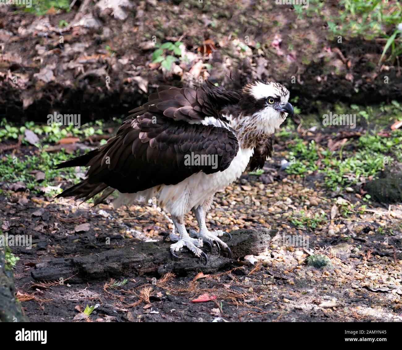 Osprey bird close-up profile view perched with a bokeh background ...