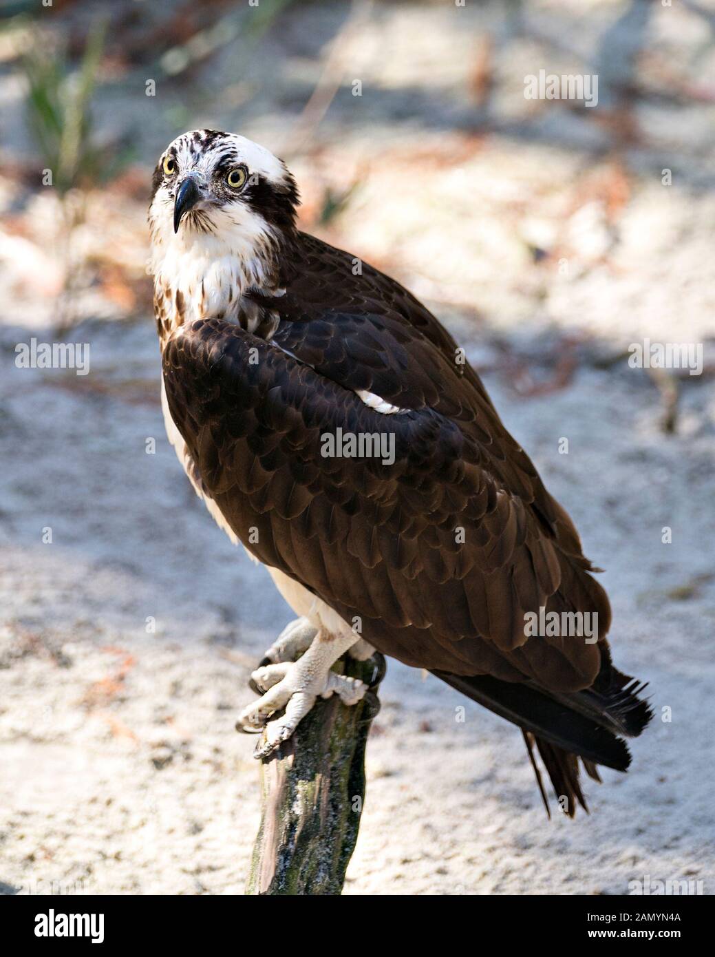 Osprey bird close-up profile view perched on a log with a bokeh ...