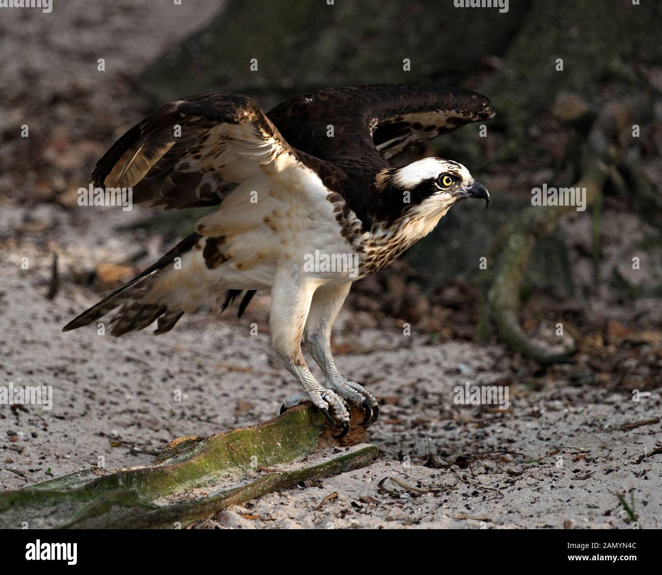 Osprey bird close-up profile view with spread wings with a bokeh ...