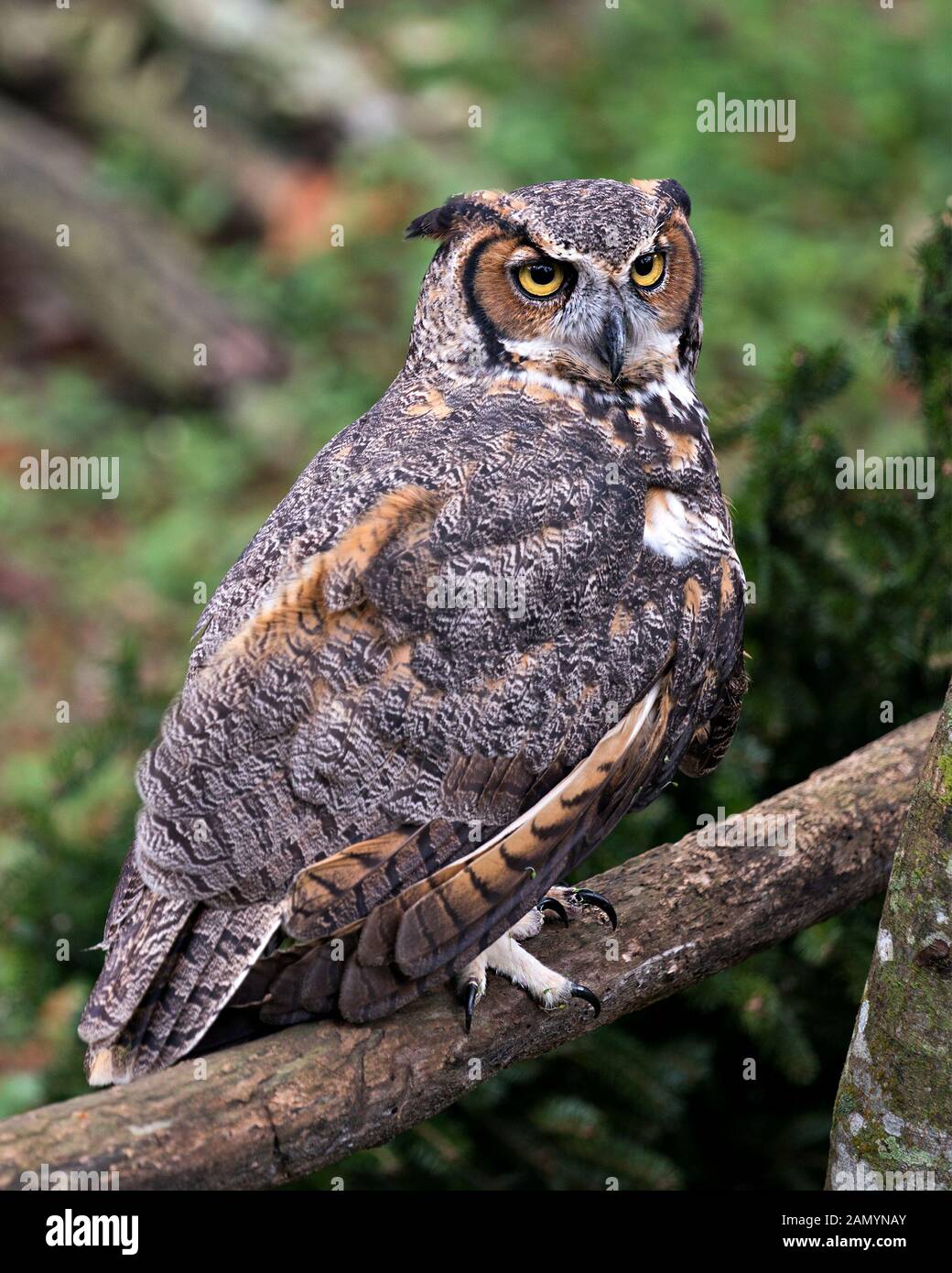 Owl bird close-up profile view looking at the camera with a bokeh ...