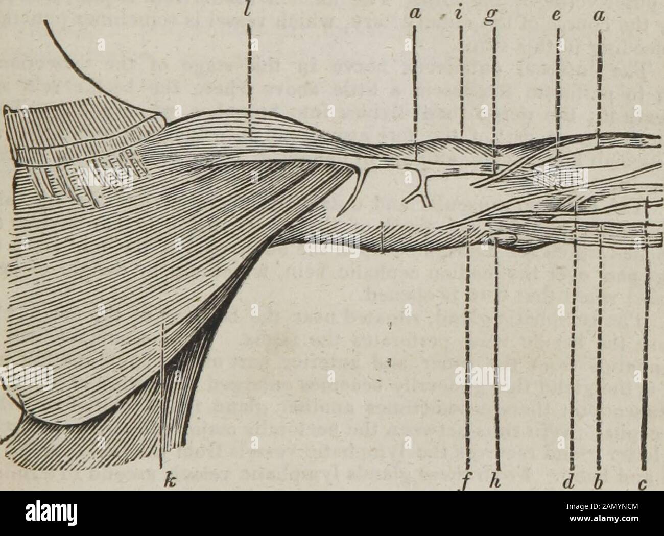 The dissector's guide, or, Student's companion : illustrated by ...