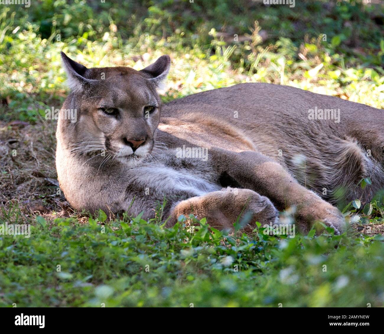 Panther animal displaying brown fur, head, eye, nose, mouth, tail and ...