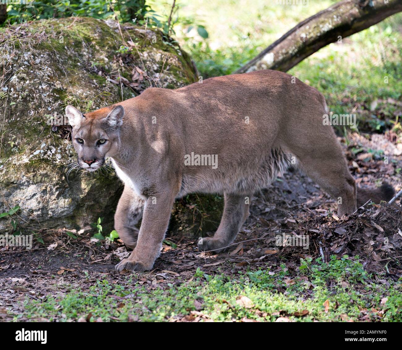 Panther animal displaying brown fur, head, eye, nose, mouth, tail and ...