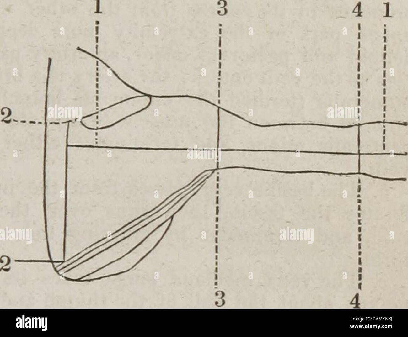 The dissector's guide, or, Student's companion : illustrated by ...