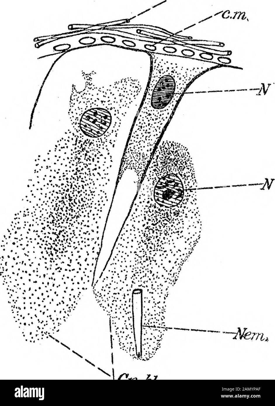 Nematocysts