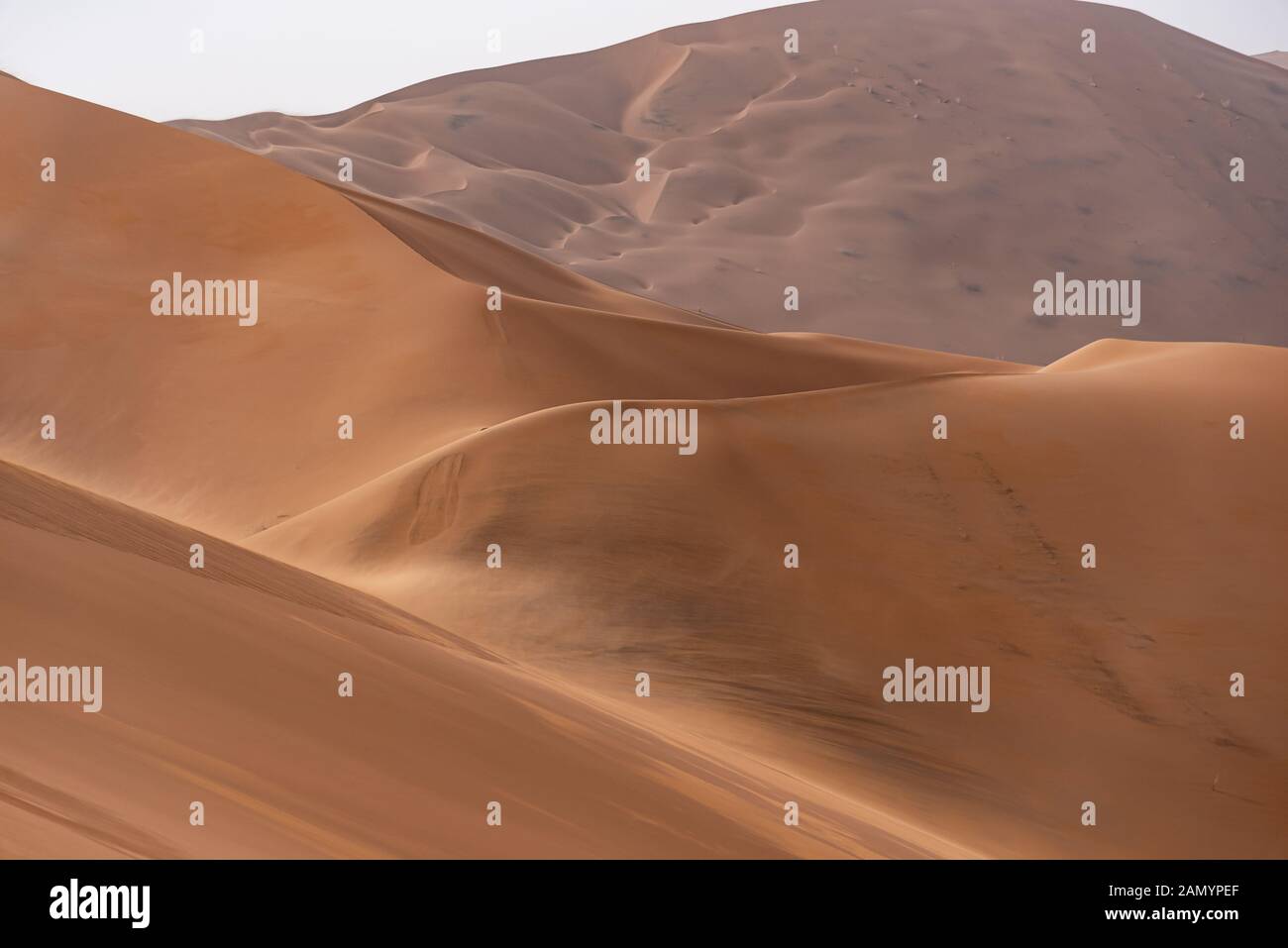 Tamarisk sahara desert hi-res stock photography and images - Alamy