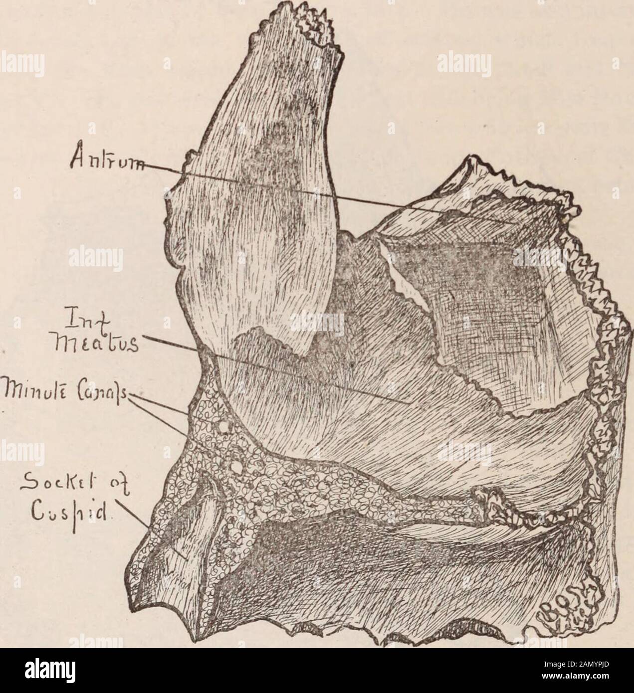 Labial plate hi-res stock photography and images - Alamy