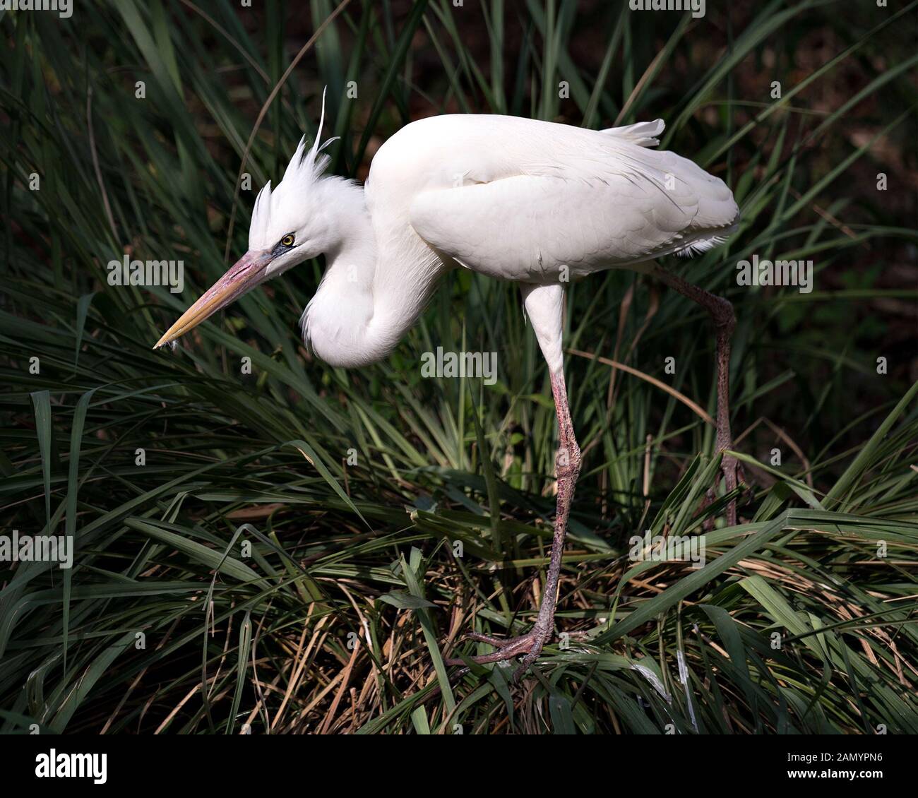 Birds With Legs On Head