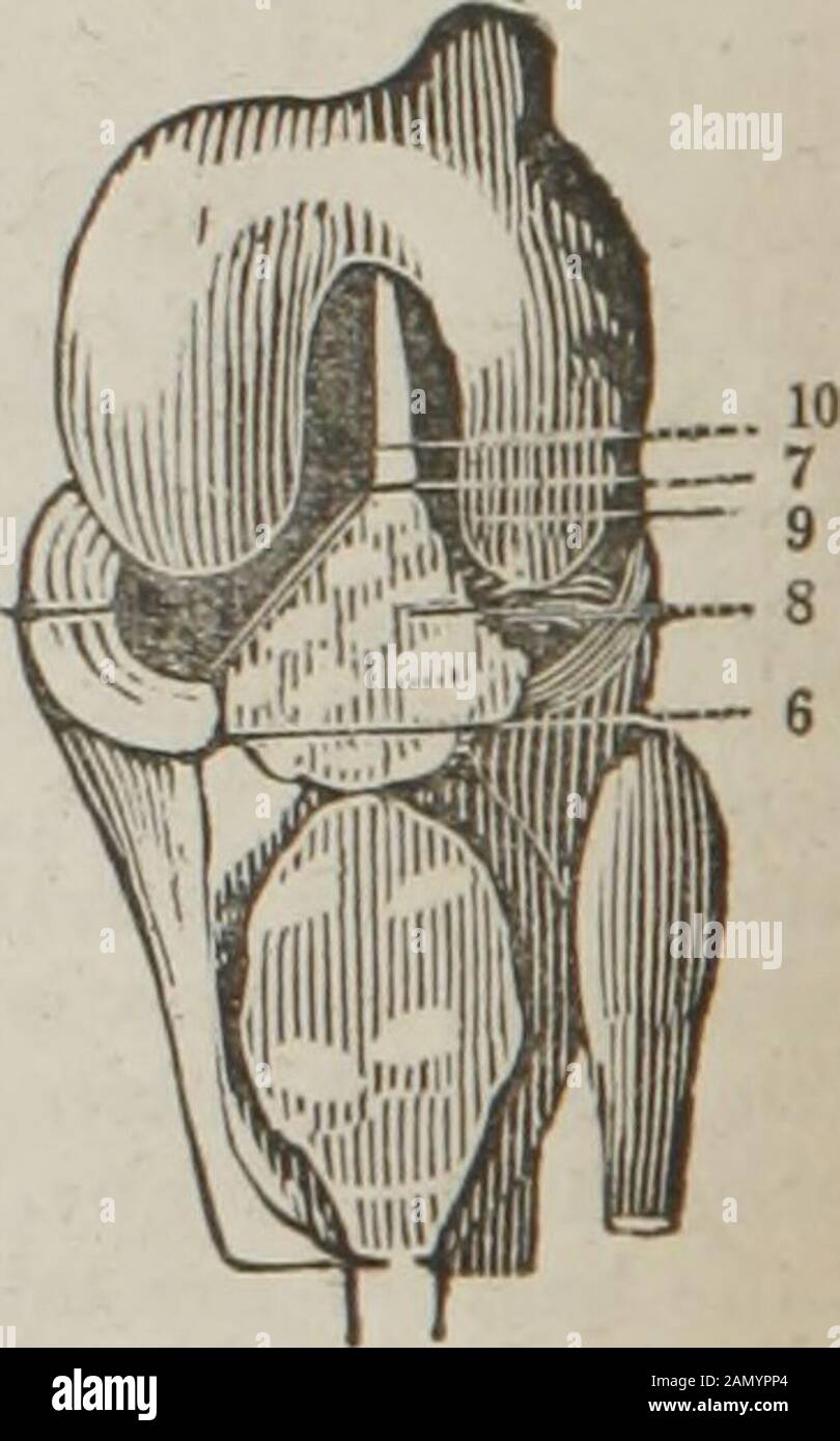 The dissector's guide, or, Student's companion : illustrated by ...